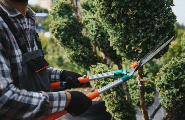 5 Tree Trimming Tips to Prevent a Holiday Disaster - ZebraScapes