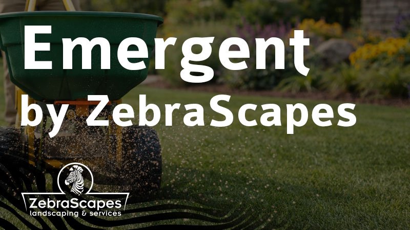 Pre-Emergent Weed Control Services in Arizona | ZebraScapes